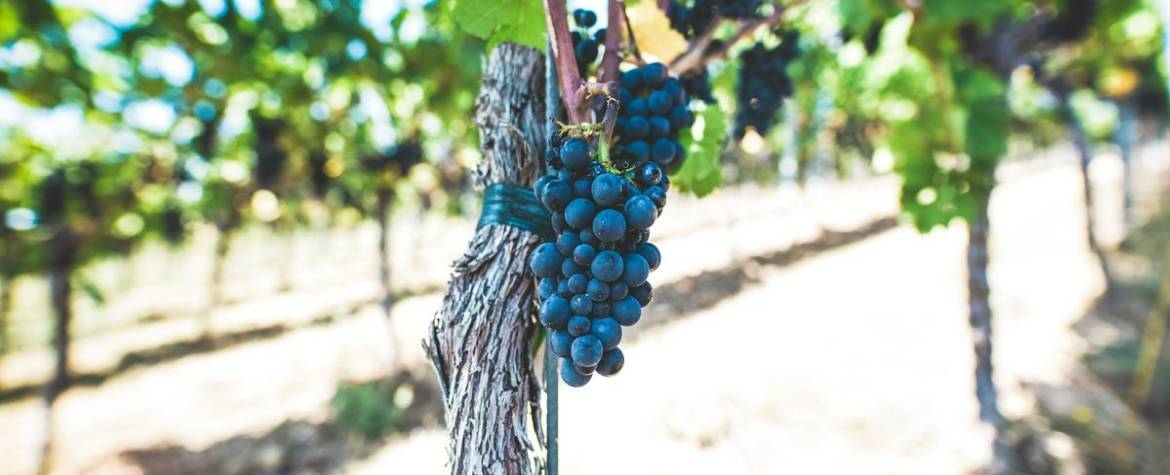 Vin naturel, vin bio et vin biodynamique : les différences