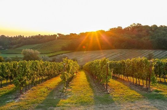 Tout savoir sur le vin biodynamique